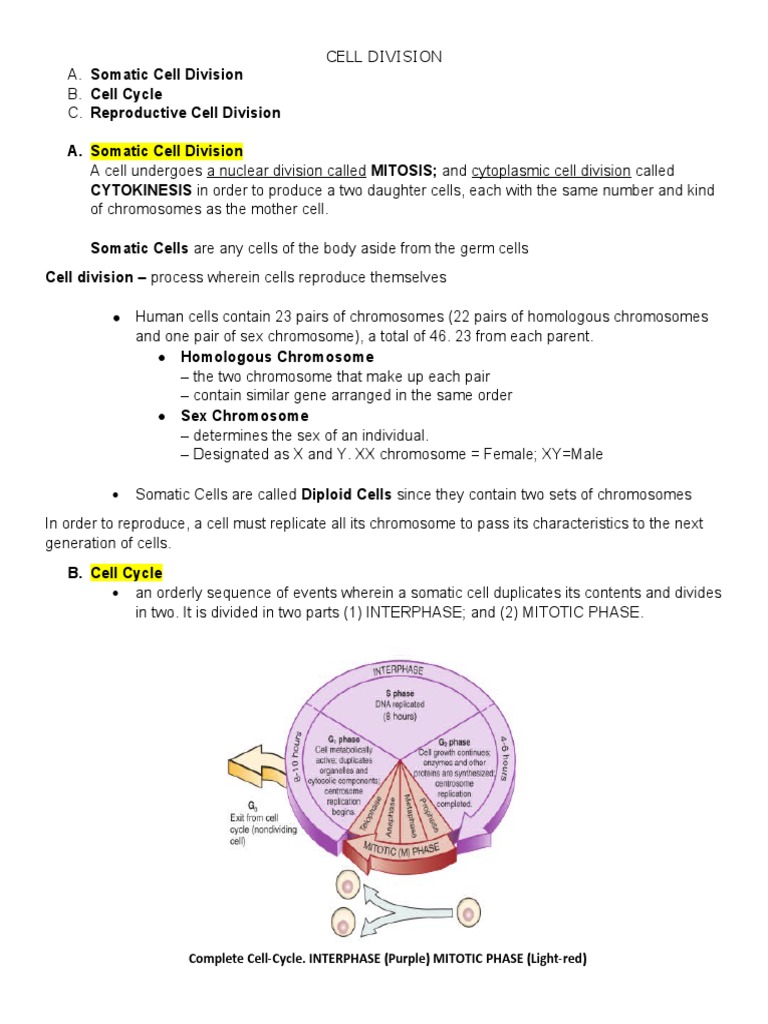 Somatic Cell Division | PDF | Mitosis | Cell Cycle