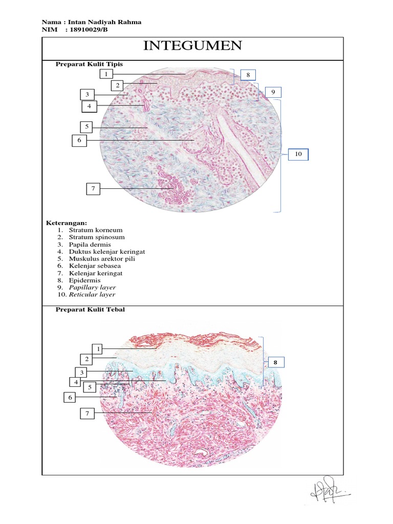 Histologi Integumen | PDF