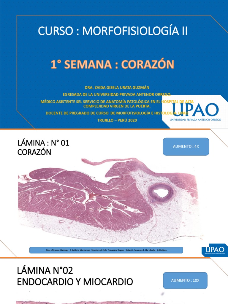 Láminas Corazon HISTO | PDF