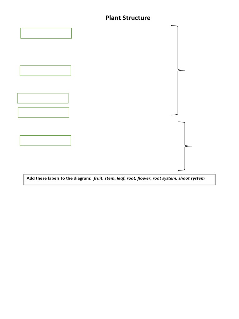 Plant Structure | PDF