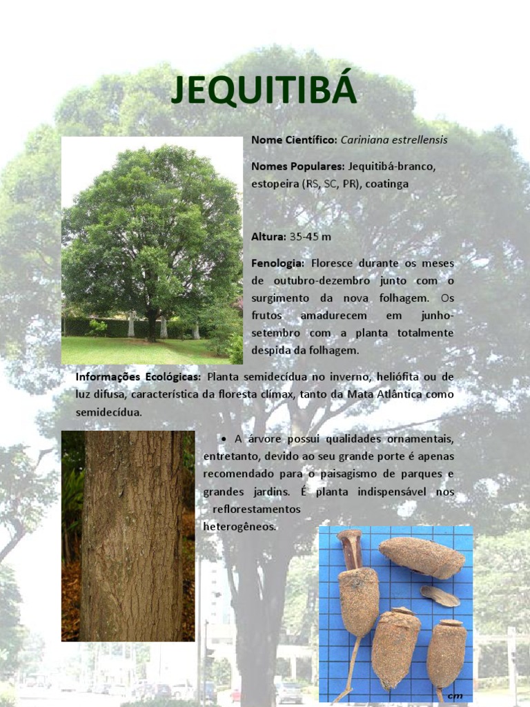 Jequitibá: Características e Ecologia | PDF