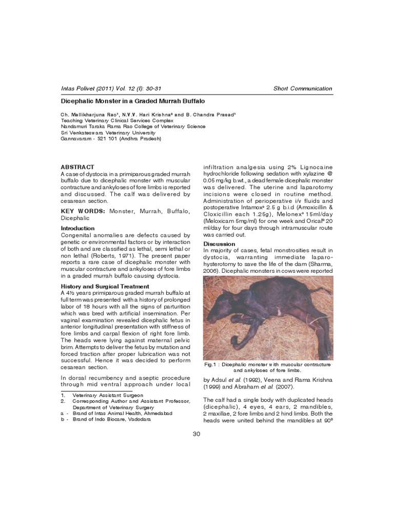Dicephalic Monster in A Graded Murrah Buffalo | PDF | Medical ...