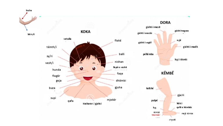 Pjeset e Trupit | PDF