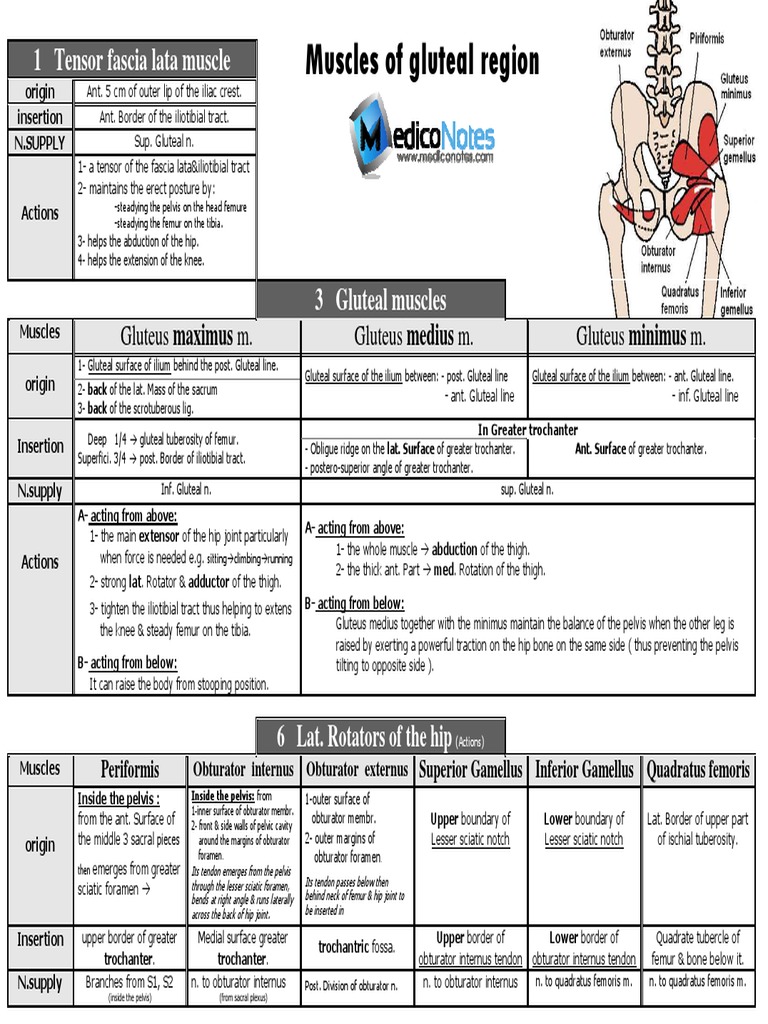 Muscles of The Gluteal Region | PDF | Pelvis | Skeletal System