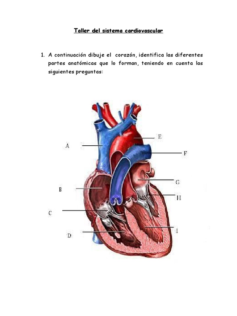 Taller Del Sistema Cardiovascular | PDF | Corazón | Sistema circulatorio