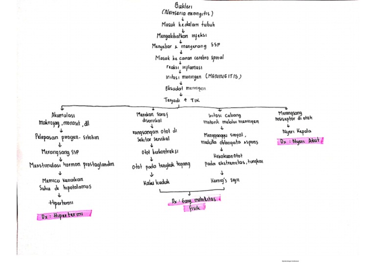 Pathway Meningitis PDF | PDF