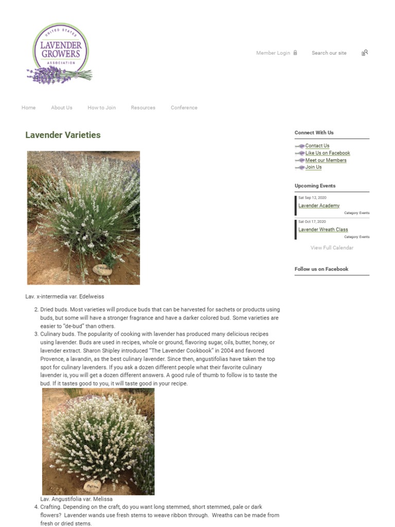 Lavender Varieties | PDF | Lavandula | Crops