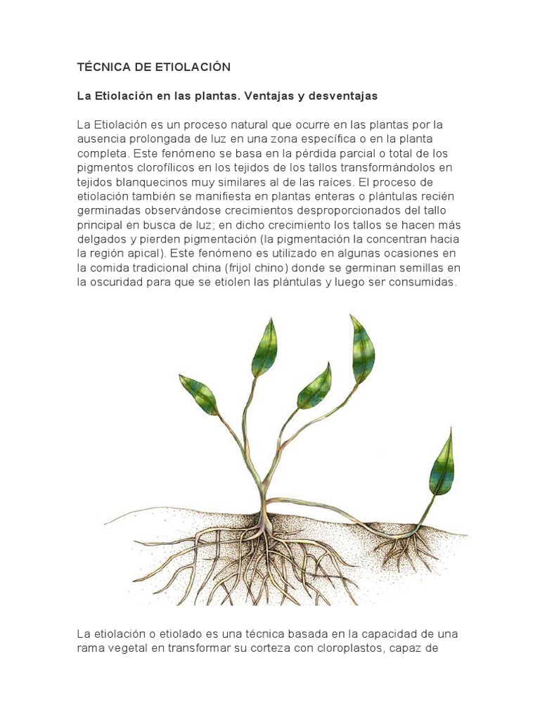 Técnicas y Efectos de la Etiolación | PDF | Plantas | Tallo de la planta