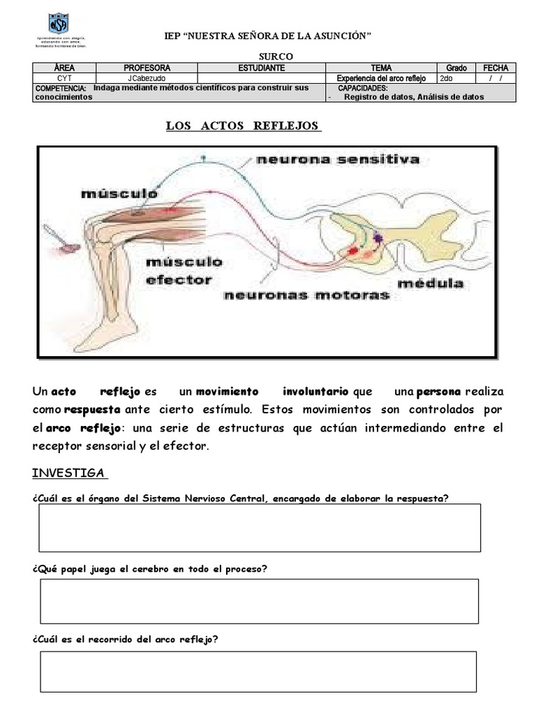 2doEXPERIENCIA ACTO REFLEJO | PDF | Agua | Sistema nervioso