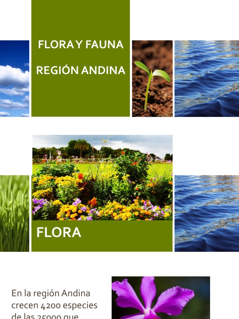 Flora y Fauna | PDF