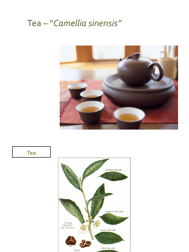 What Is Tea | PDF