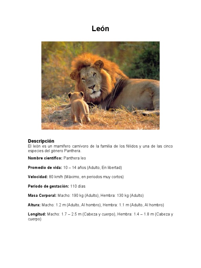 Leon Descripcion | PDF