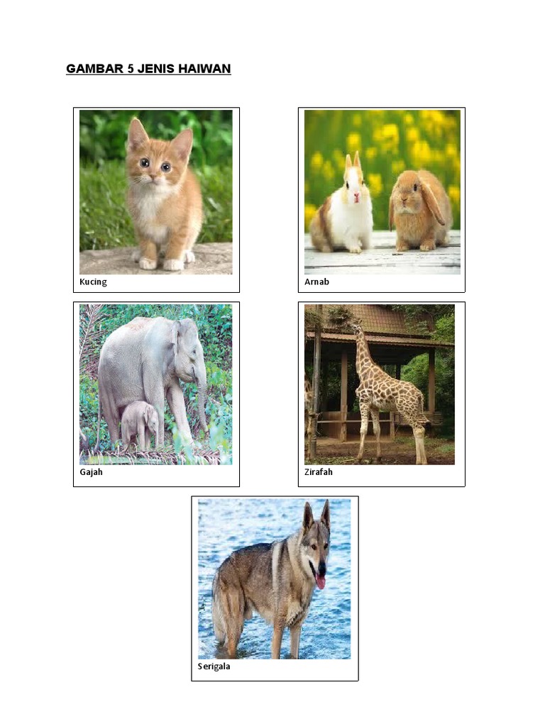 Gambar 5 Jenis Haiwan | PDF