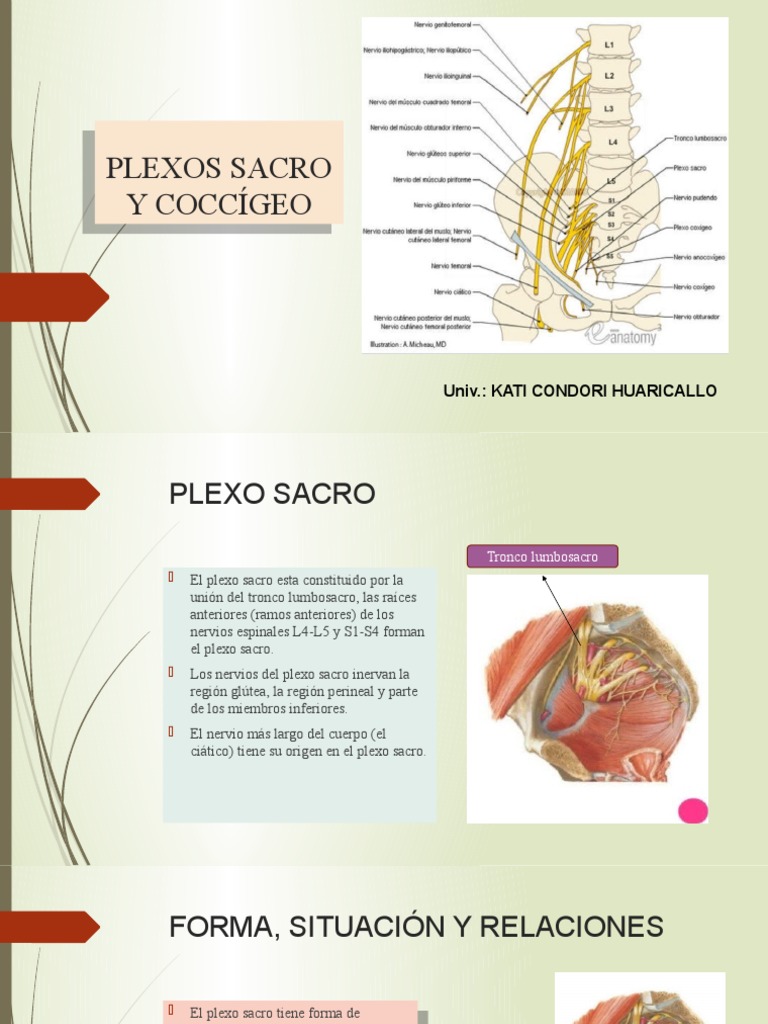 Plexos Sacro y Coccígeo | PDF | Anatomía de los primates | Sistema nervioso