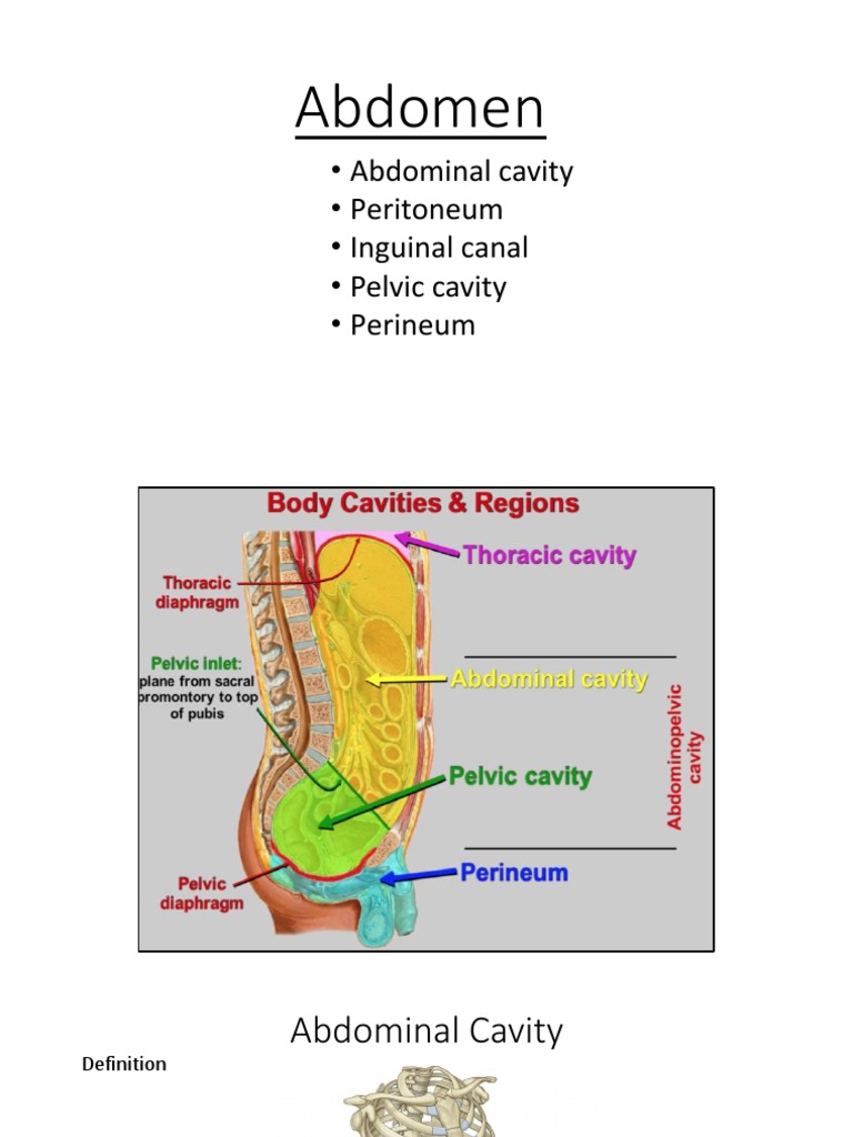 Abdomen Abdominal Cavity Peritoneum Inguinal Canal Pelvic