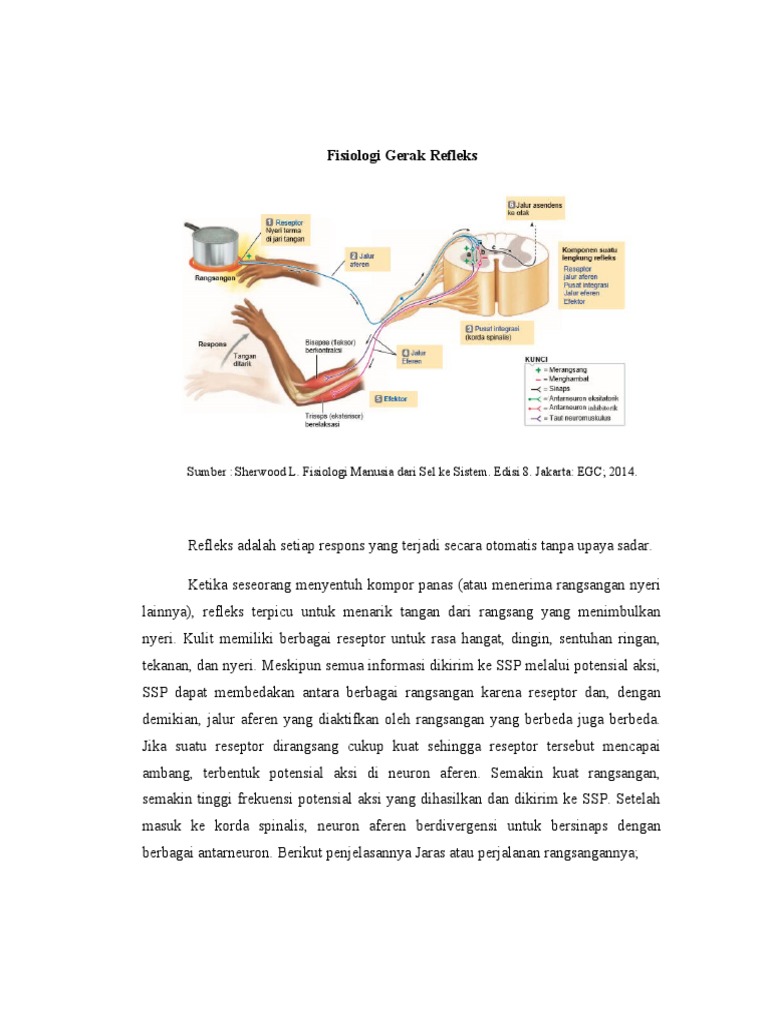 MEKANISME GERAK REFLEKS DAN PENGENDALIAN REFLEKS OLEH OT AK | PDF