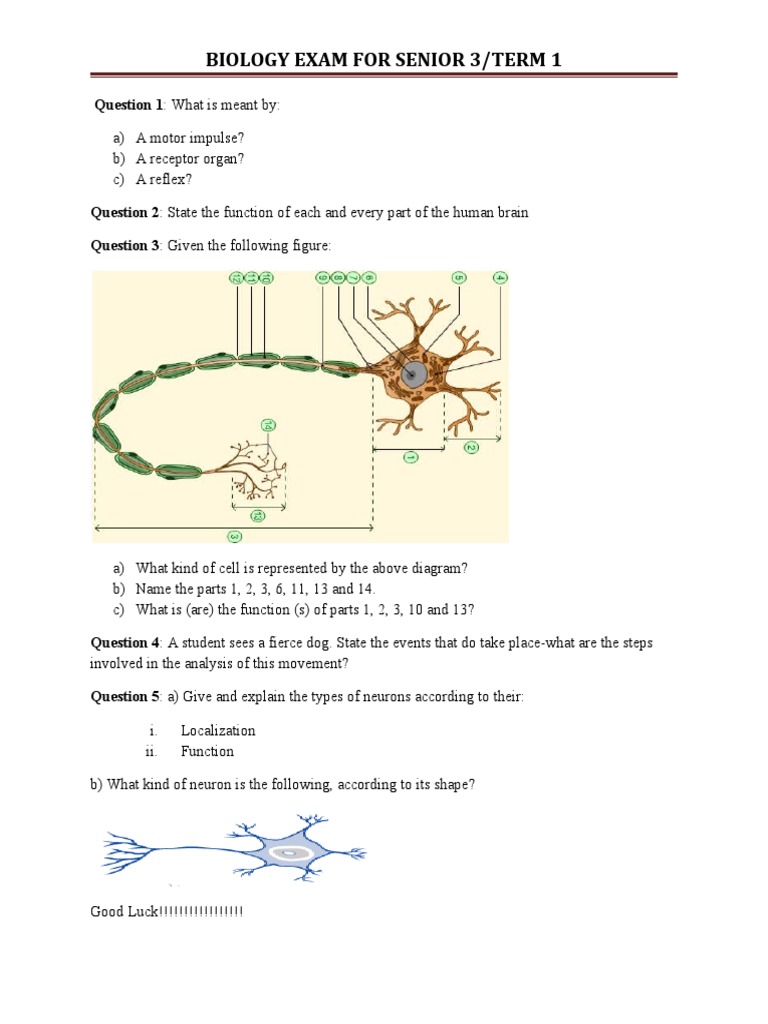 S3 Biology Exam Questions Term 1 | PDF | Sports & Recreation