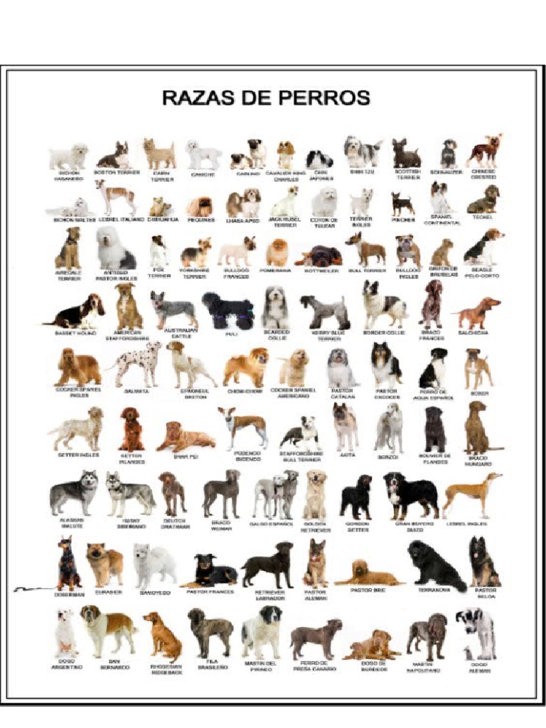 Razas de Perros | PDF