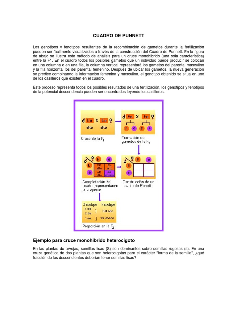 Cuadro de Punnett | Dominancia (Genética) | Genética