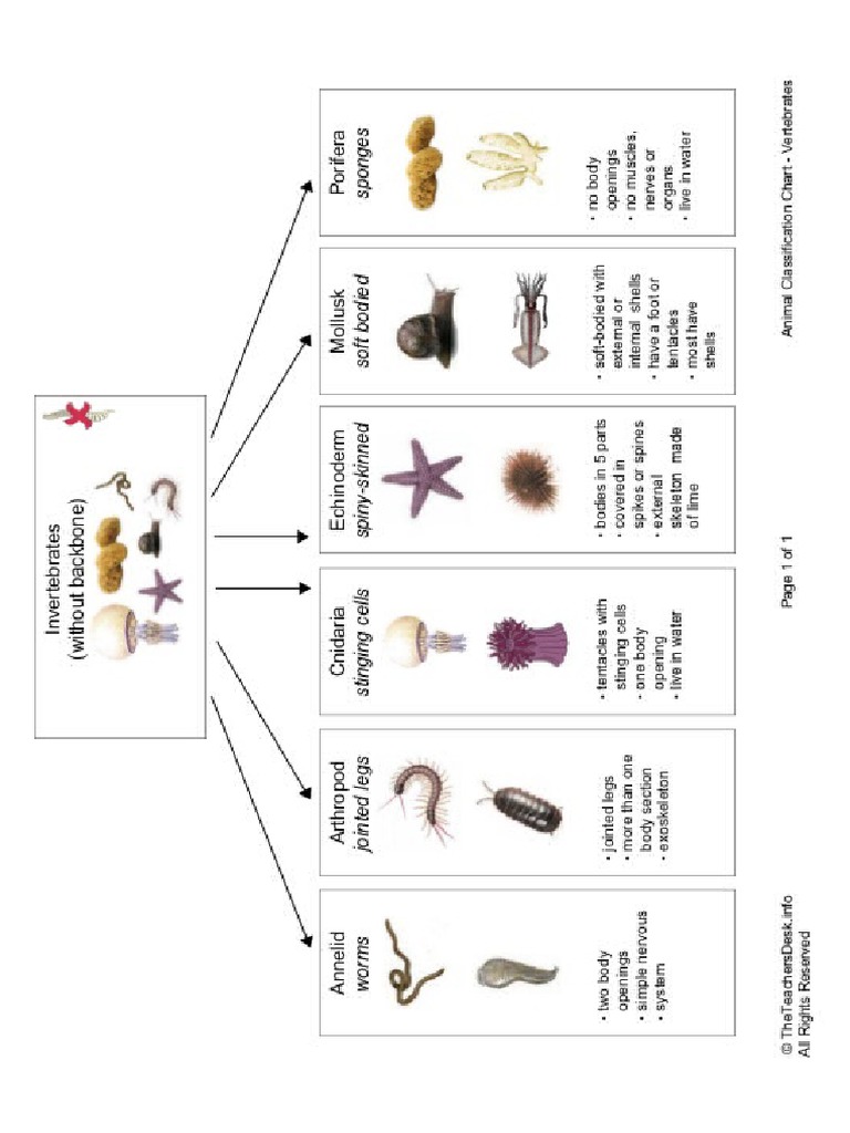 Invertebrates Classification Chart