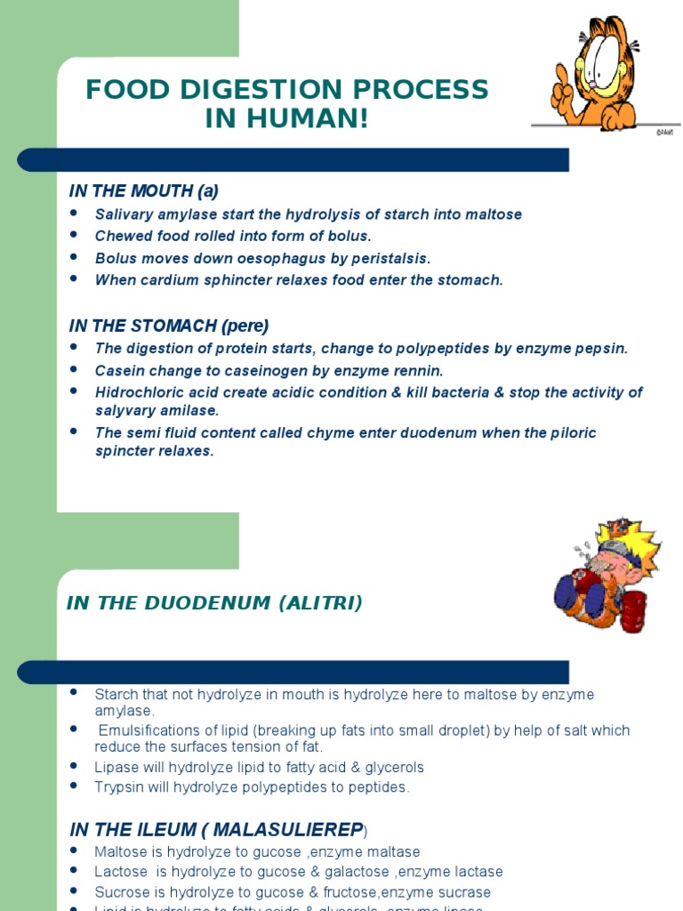 Digestive System and Assimilation Process | PDF | Hydrolysis | Digestion
