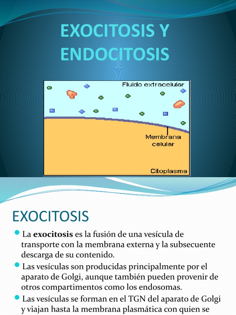 EXOCITOSIS | PDF | Membrana celular | Procesos celulares