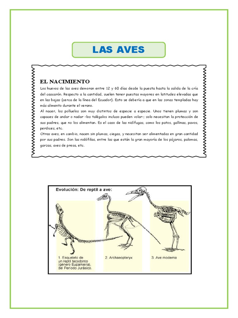 Características y ciclo de vida de las aves | PDF | Aves | Pluma