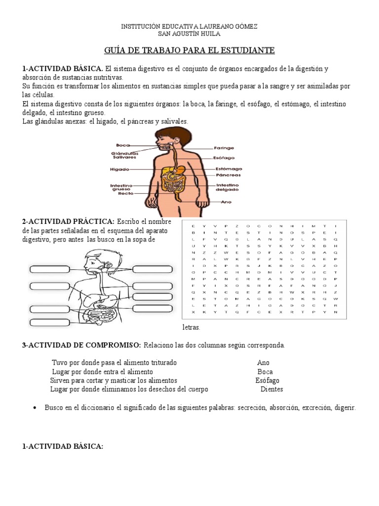 Actividades Didácticas del Sistema Digestivo | PDF