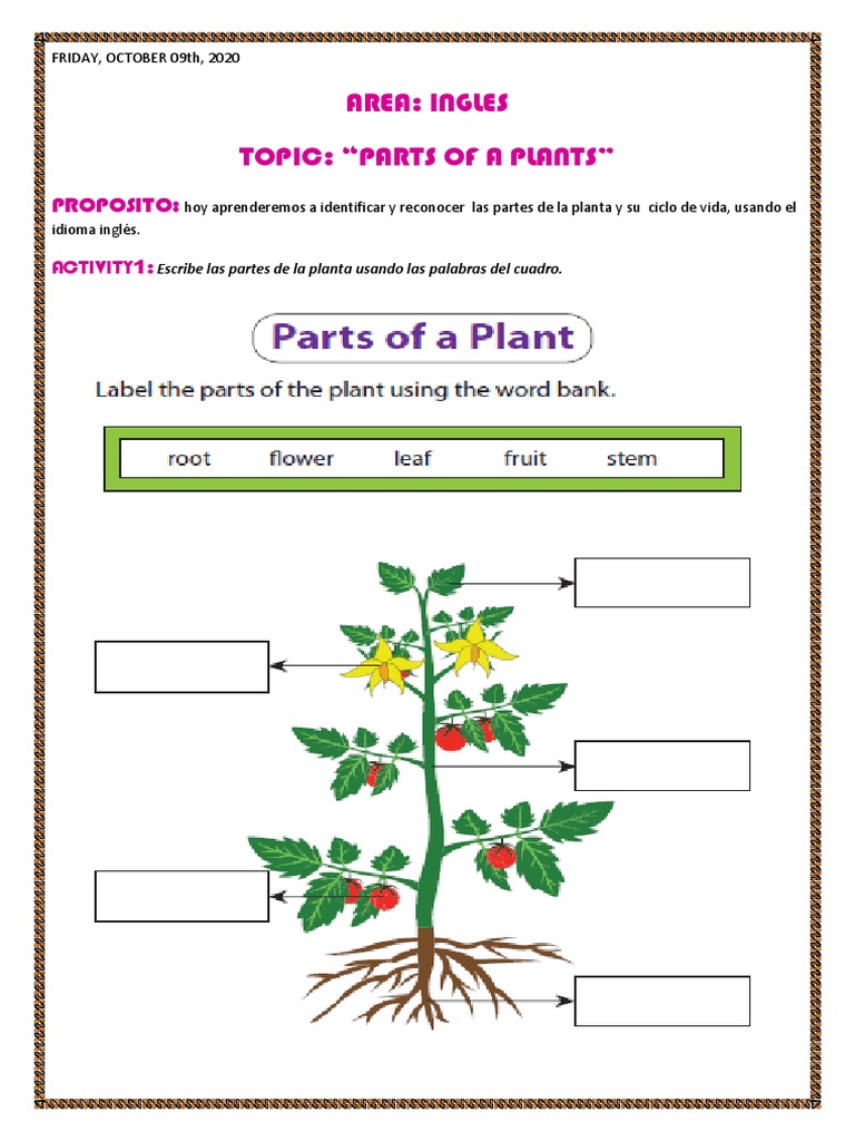 Ficha Parts of The Plants 09 October | PDF