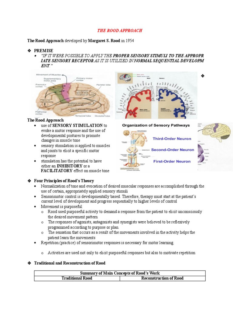 Rood Approach: Techniques and Principles | PDF | Motor Control | Muscle