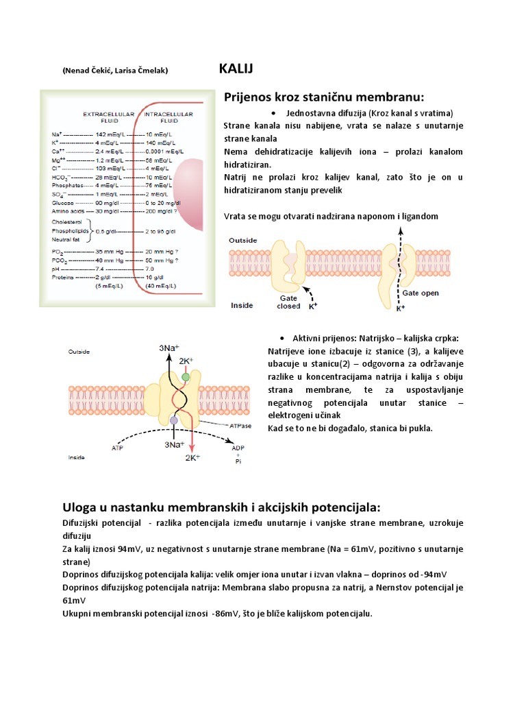 Fiziologija Skripta PDF | PDF