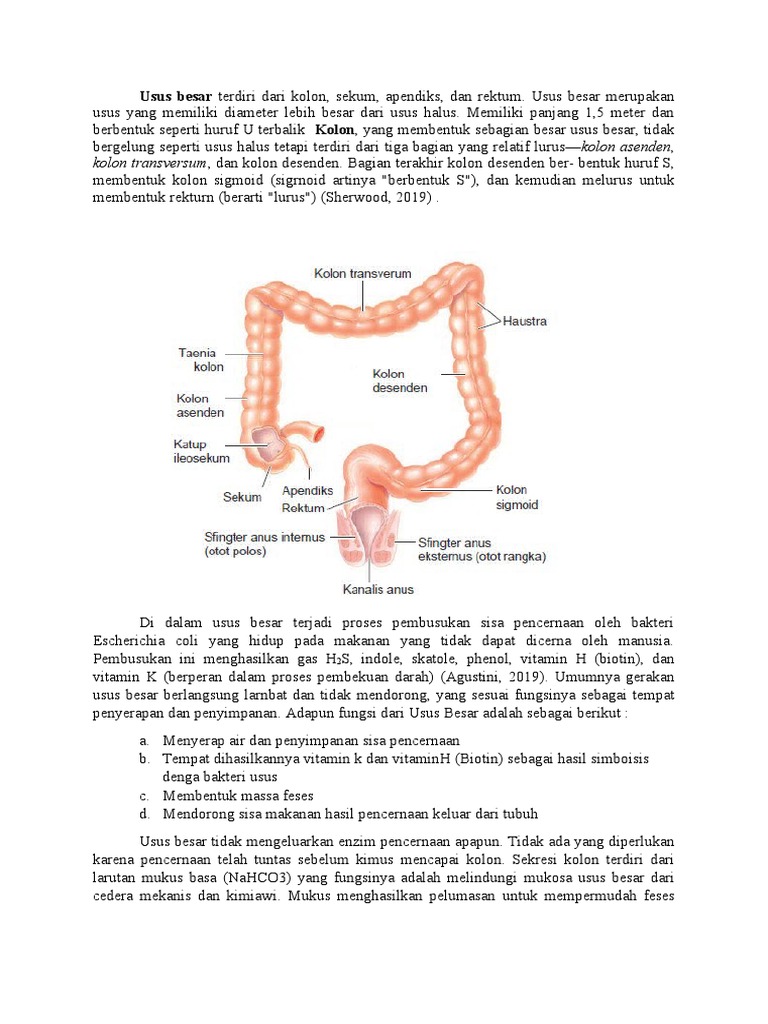 Usus Besar Terdiri Dari Kolon | PDF | Kesehatan Holistik | Teknologi & Rekayasa