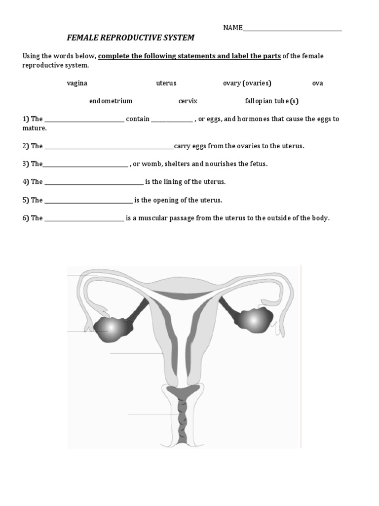Human Reproduction Homework Sheet PDF | PDF | Uterus | Reproductive System