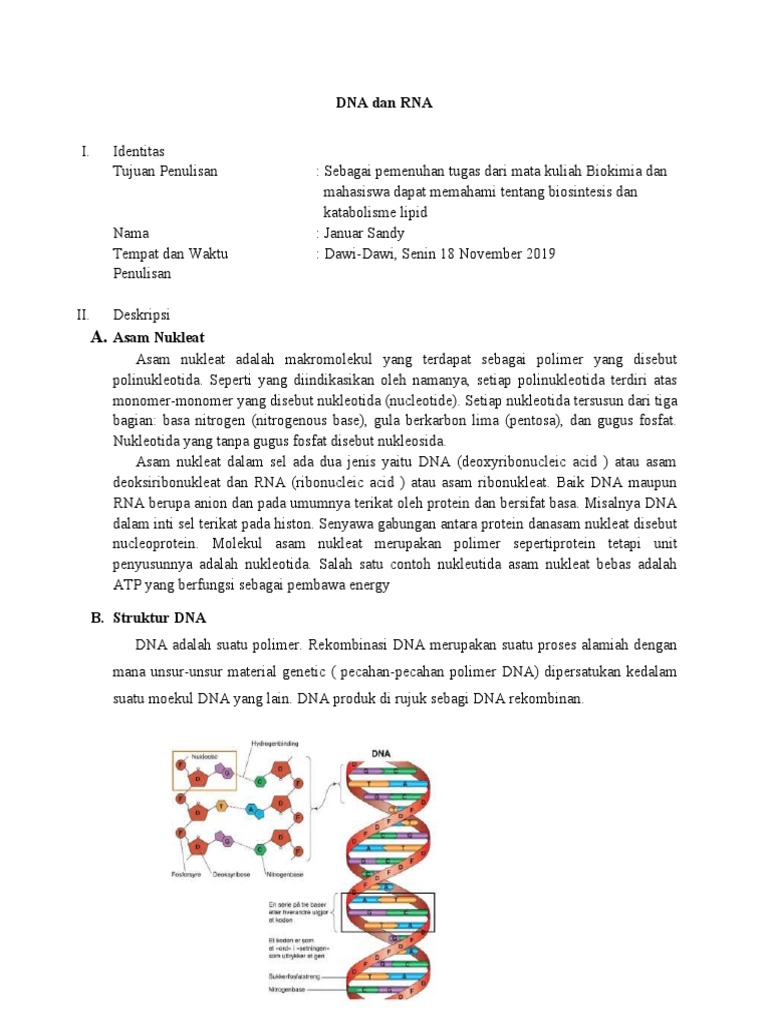 Resume DNA Dan RNA | PDF
