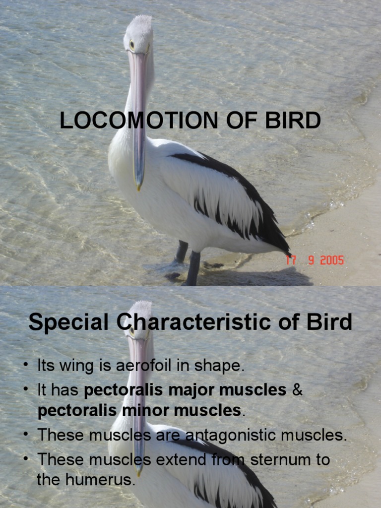 Pectoral Muscles In Birds