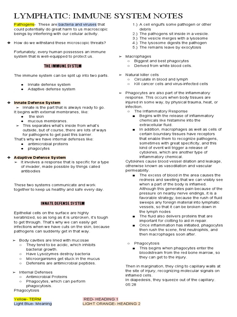 Immune System Notes | PDF | Adaptive Immune System | Immune System