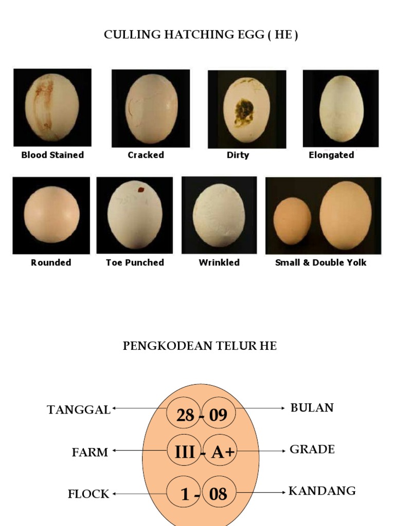 Culling Guidelines for Hatching Eggs | PDF