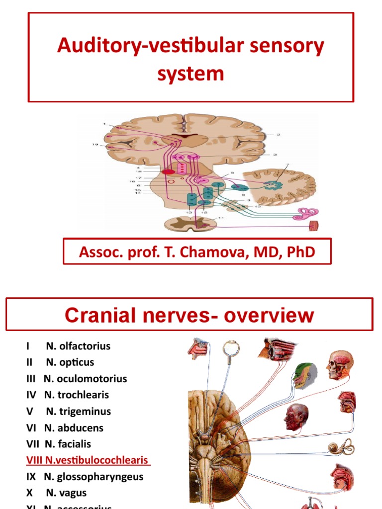 Vestibulocochlear Nerve (VIII) | PDF | Auditory System | Vertigo