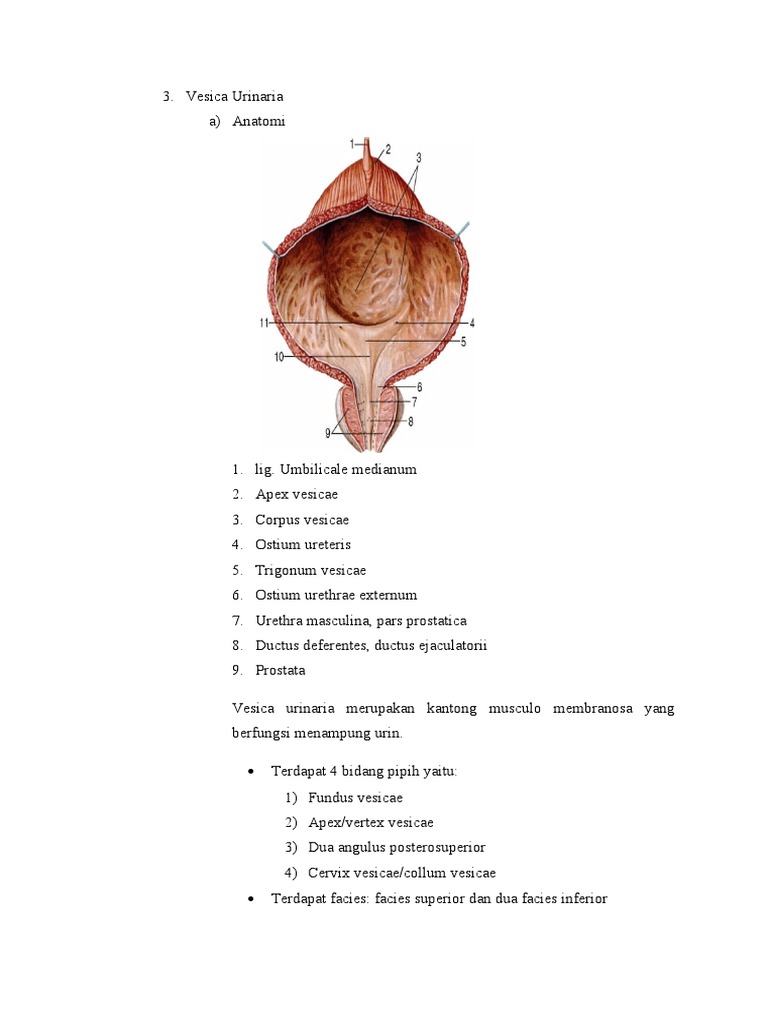 Vesica Urinaria by Annisa | PDF