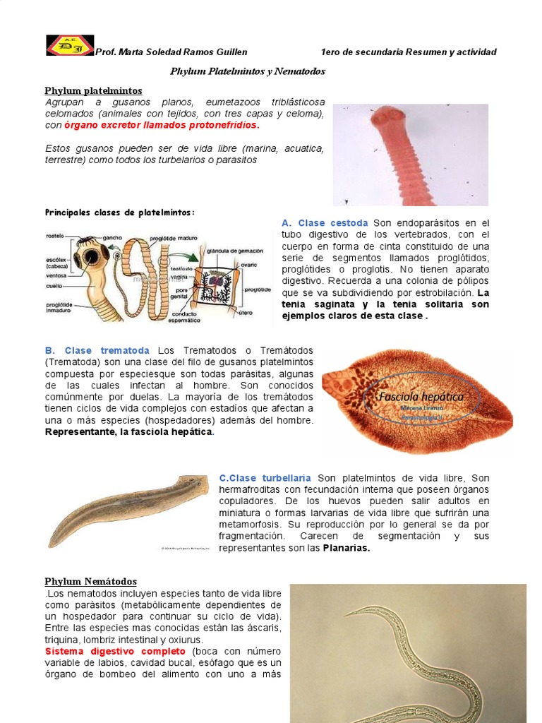 Phylum Platelmintos y Nematodos | PDF | Nematodo | Protostomas