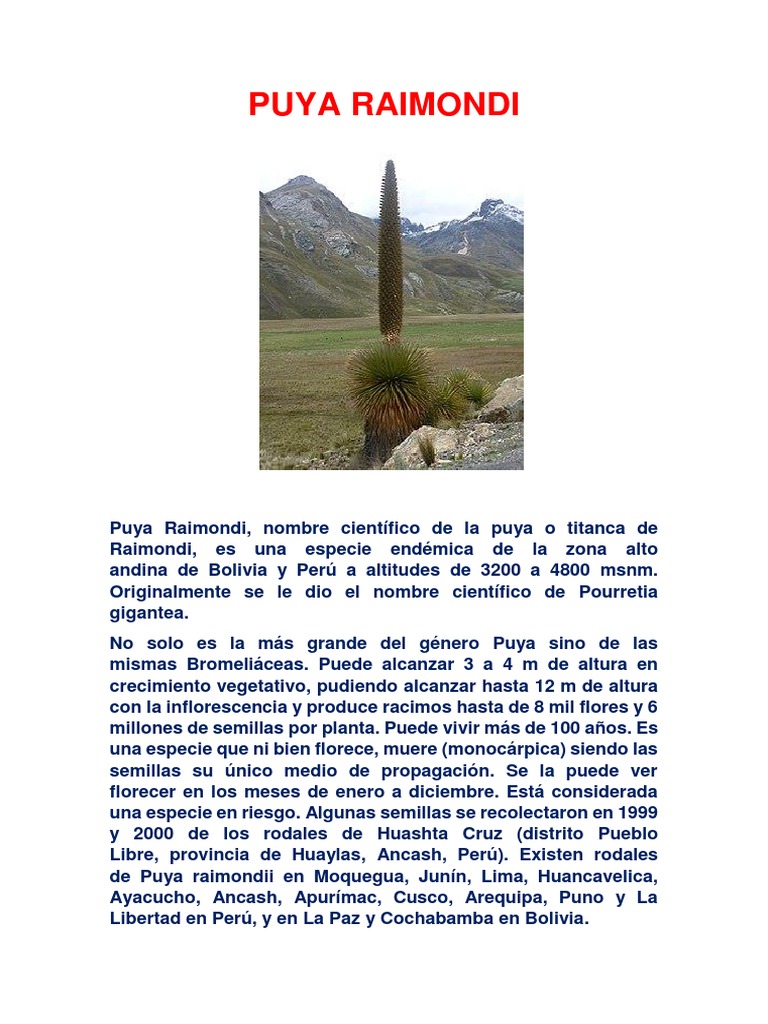 Puya Raimondi | PDF