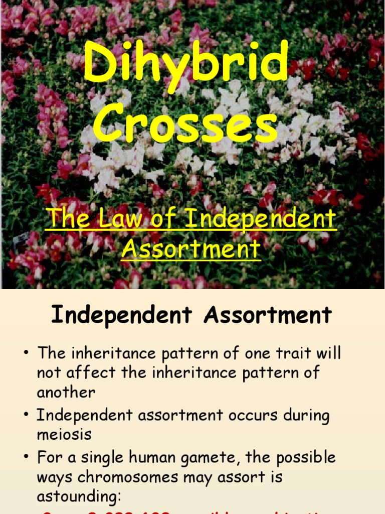 Dihybrid Crosses: The Law of Independent Assortment | PDF