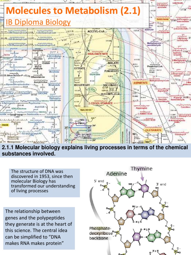 Molecules To Metabolism (2.1) : IB Diploma Biology | PDF | Hydrolysis ...