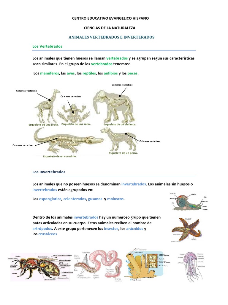 Animales Vertebrados e Invertebrados | PDF | Ciencias sociales ...