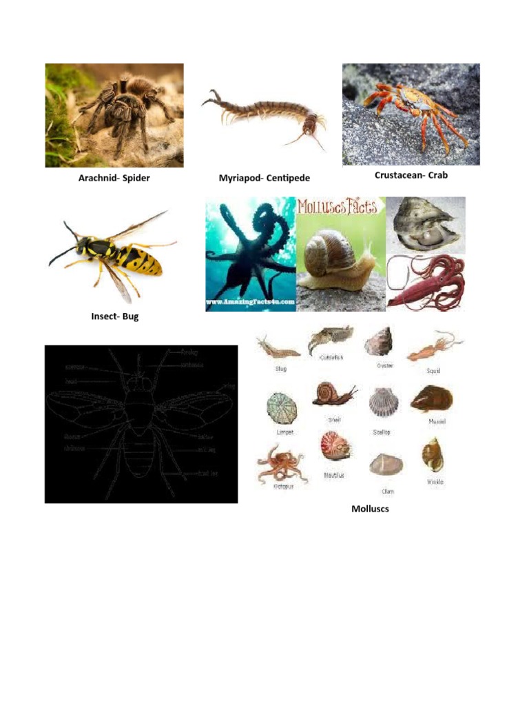Crustacean-Crab Myriapod - Centipede Arachnid - Spider | PDF