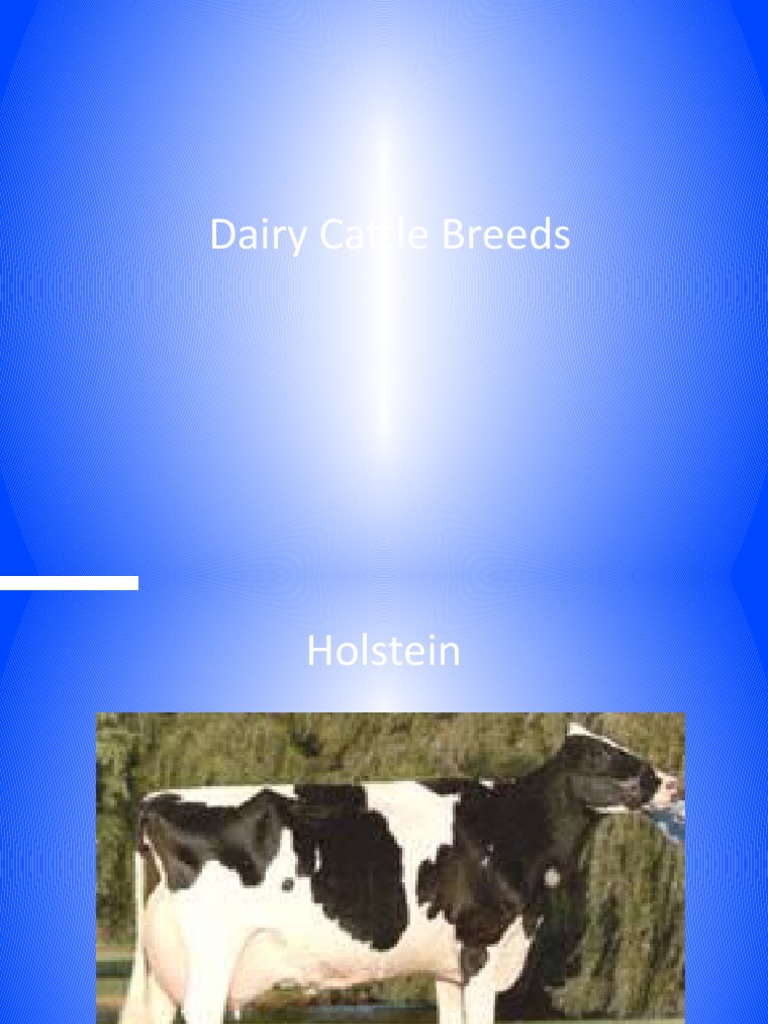 Dairy Cattle Breeds | PDF