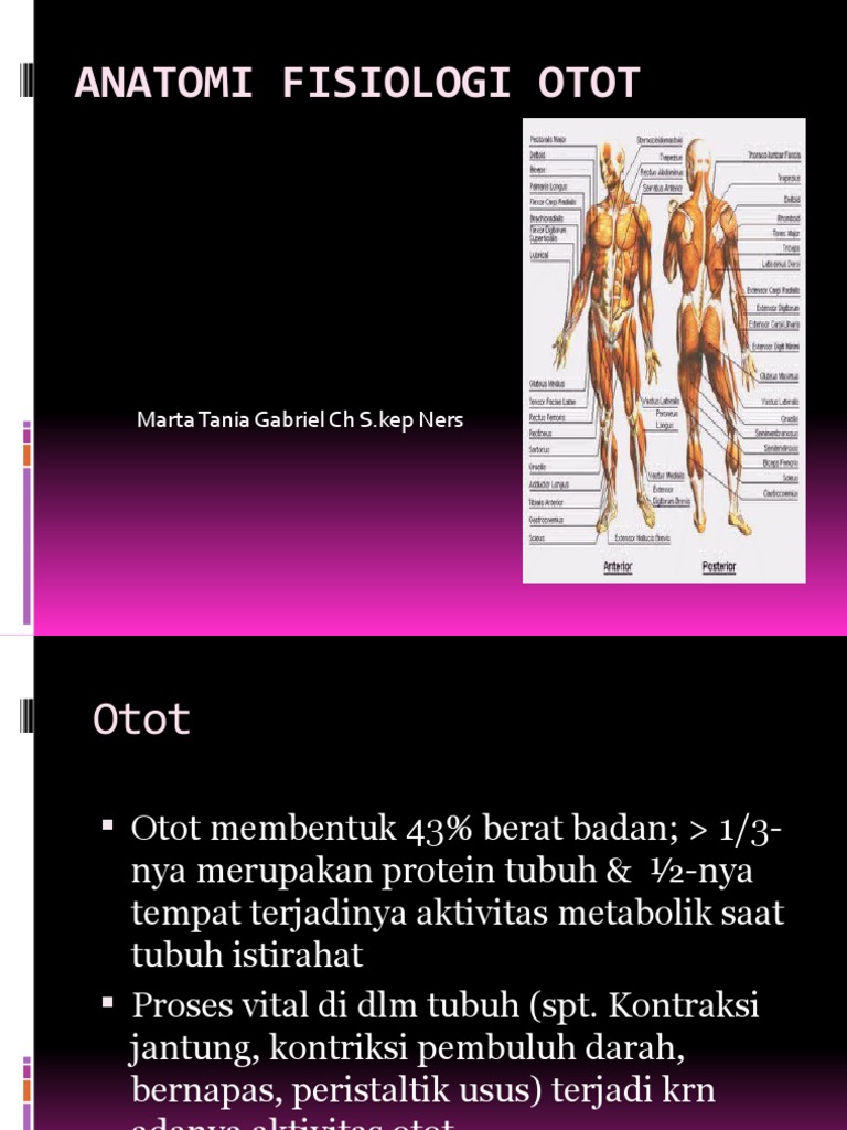 Anatomi Fisiologi Otot | PDF