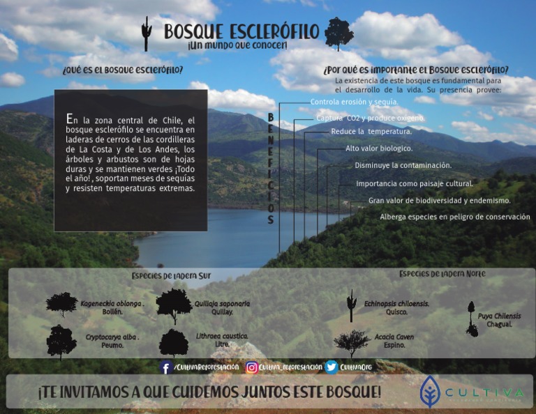 Bosque Esclerofilo 1 PDF | PDF | Forma de vida vegetal | Arboles