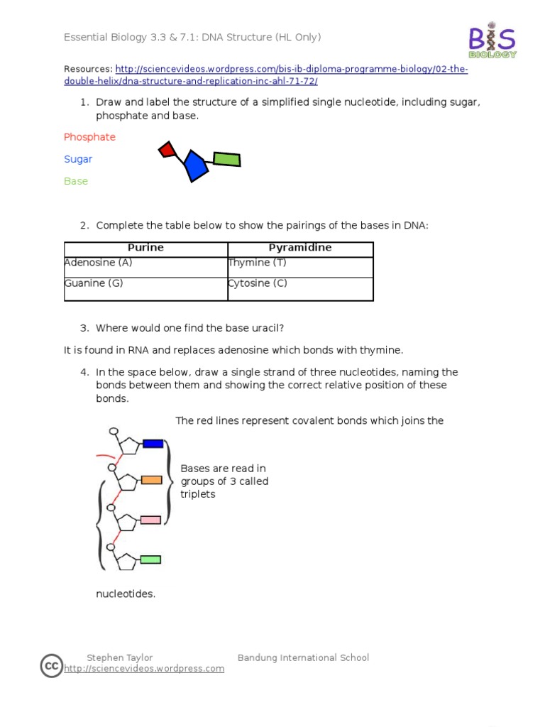 IB Biology: DNA Structure Guide | PDF | Dna | Gene