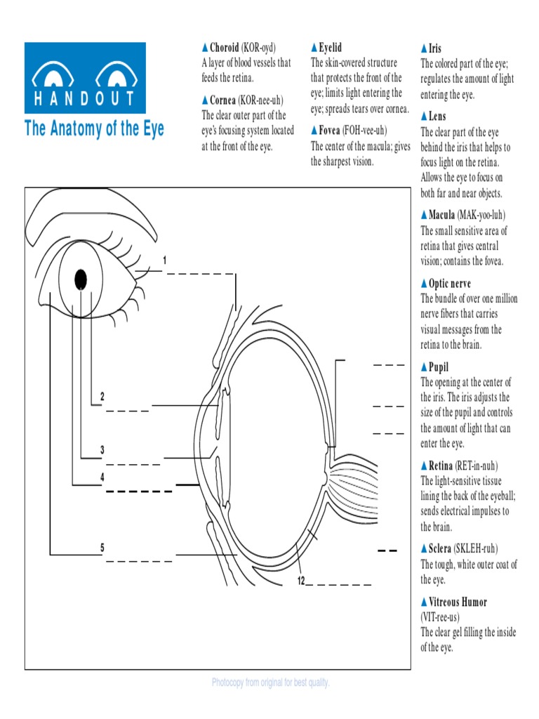 Vision - A School Program | PDF | Eye | Retina